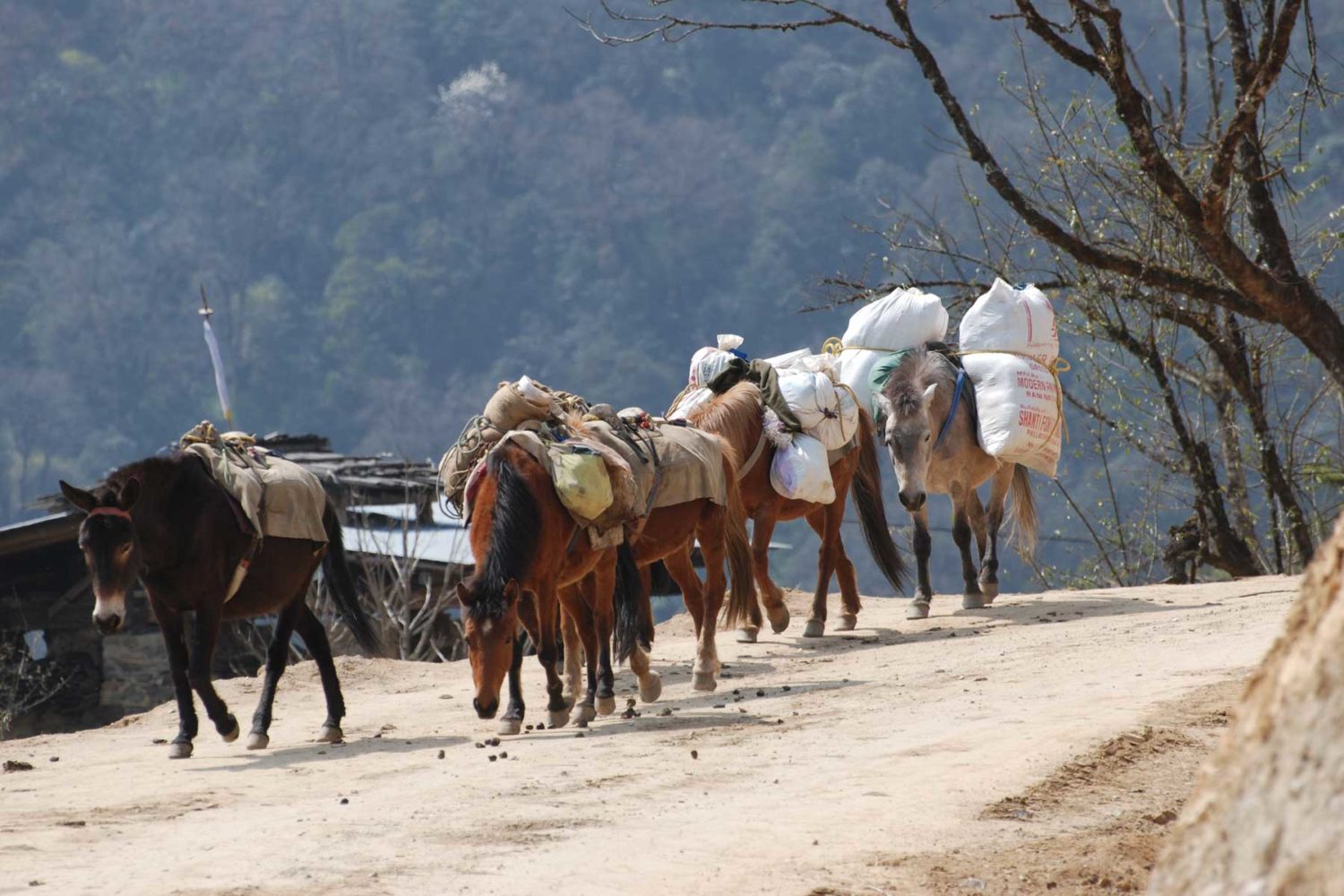 Trekking-Horse-Caravan-1800x1200 | Bhutan Acorn Tours and Travel